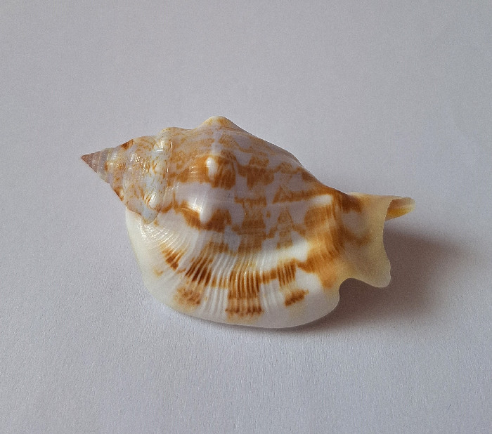 SHELLS FOR YOU.CZ